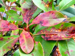 Why is My Red Robin Plant Dying? - The Arches