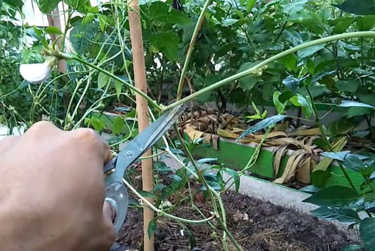 When and How to Pick Your Green Beans (French Beans) - The Arches