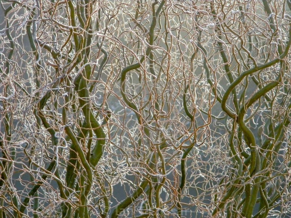 Do Curly Willow Trees Have Deep Roots? - The Arches