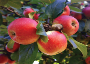 17 Self-Pollinating Apple Trees Types for Your Garden - The Arches