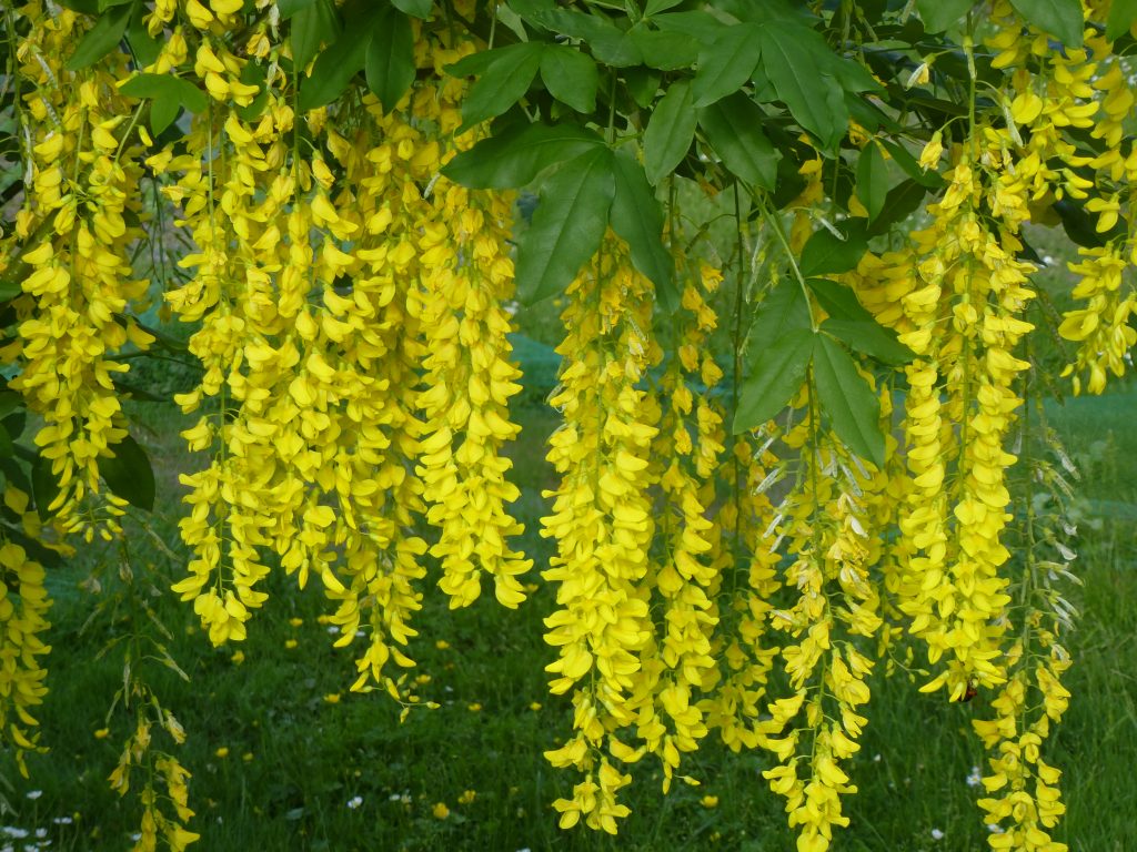 Top 10 Laburnum Tree Varieties You Must Know About - The Arches
