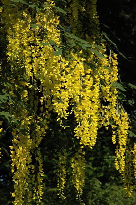 Top 10 Laburnum Tree Varieties You Must Know About - The Arches