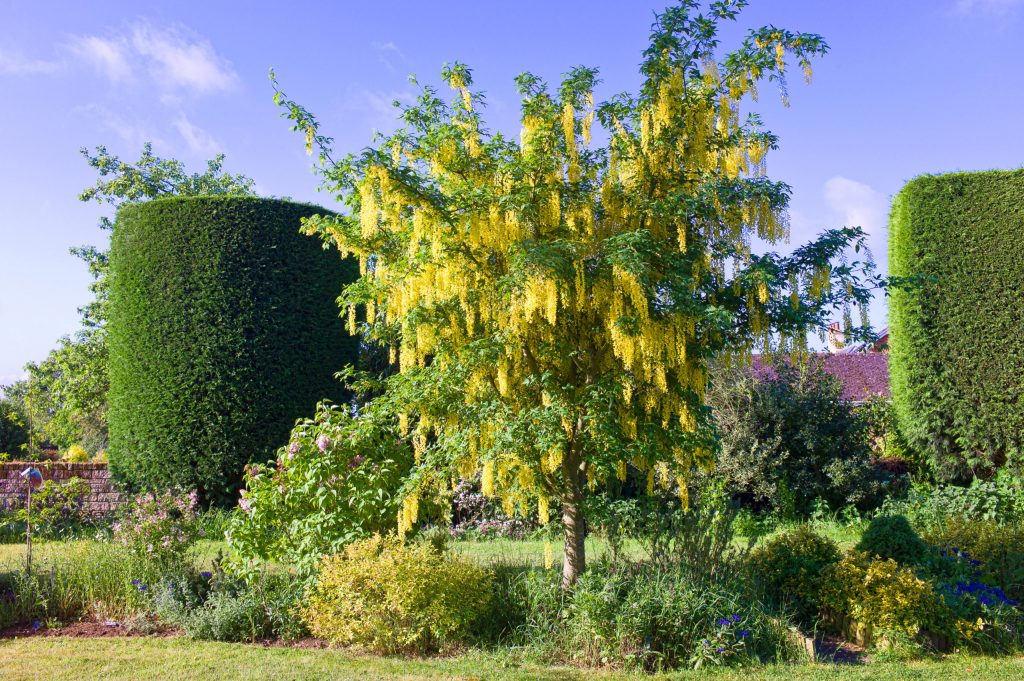 Top 10 Laburnum Tree Varieties You Must Know About - The Arches