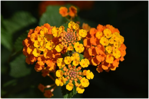 Top 34 Orange Perennials for Your Beautiful Garden - The Arches
