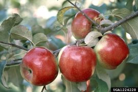 How To Feed Your Apple Trees With Nutrients [Fertilisation Guide] - The ...