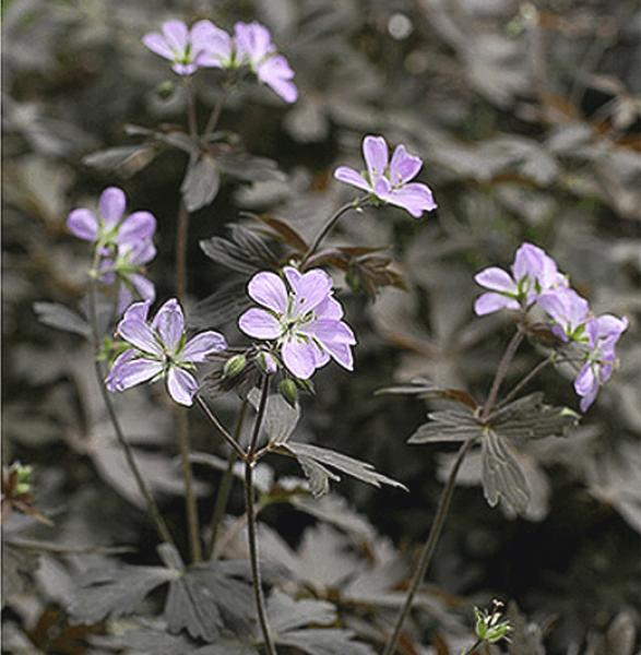 List of 20 Hardy Geranium Varieties to Enhance Your Garden - The Arches