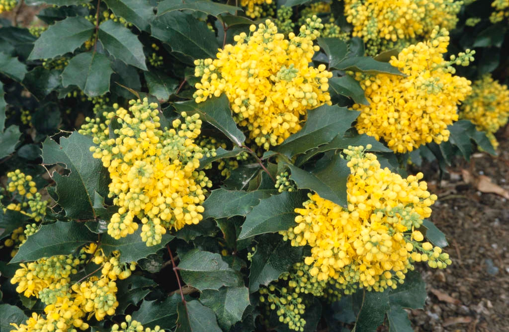 Learn How and When To Prune Mahonia - The Arches