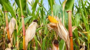 Maize vs Corn: What Sets Them Apart? - The Arches