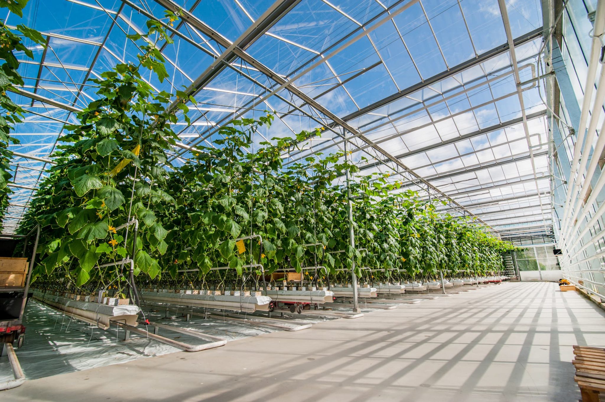 Maximising Plant Growth: The Science Behind Greenhouse Design - The Arches
