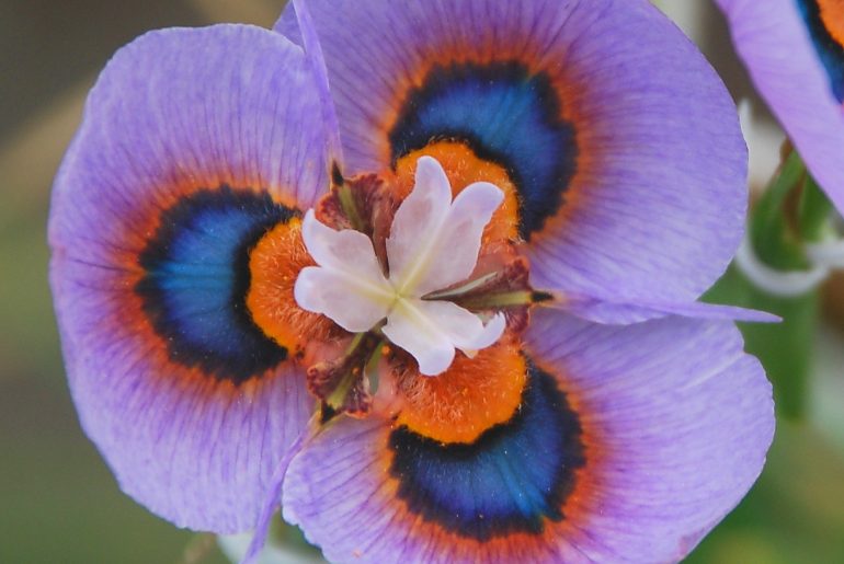 A Complete Guide to Cross-Pollination - The Arches