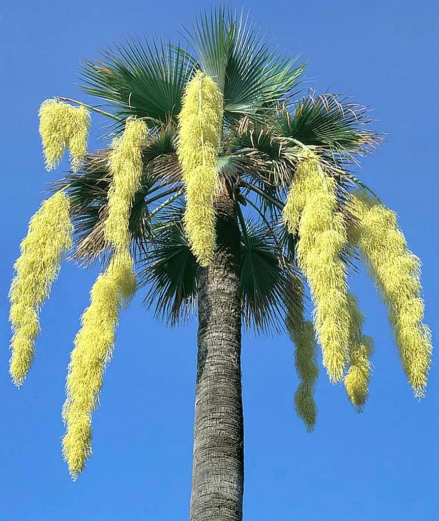 Discover 8 Hardy Palm Trees for Your UK Garden - The Arches