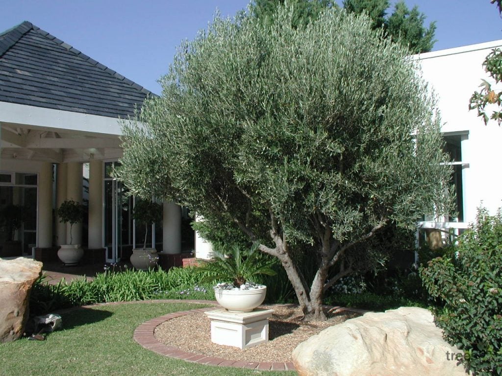 The Ultimate Guide to Pruning Your Olive Trees - The Arches