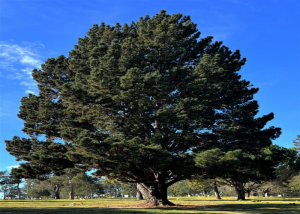 25 Most Popular Types of Pine Trees Grown in The UK - The Arches