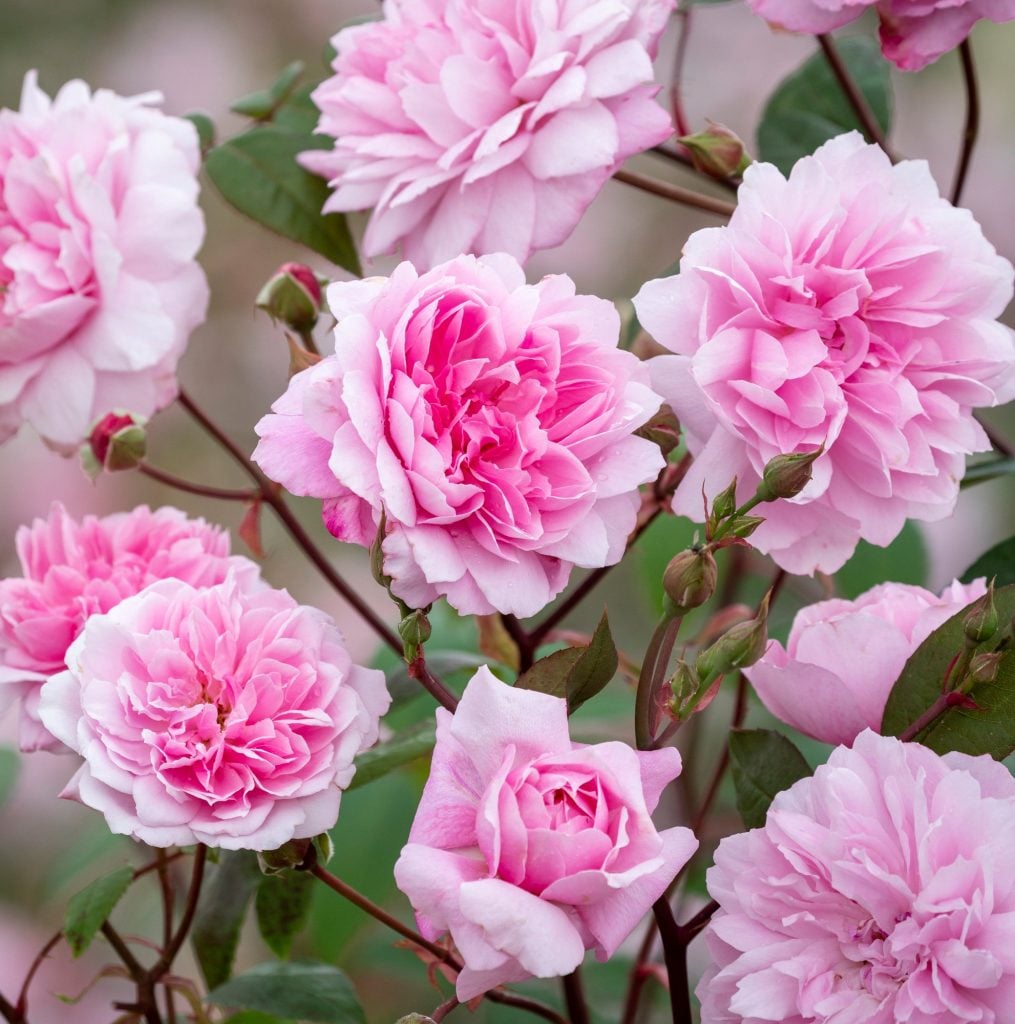 The Best Climbing Roses for Shade - The Arches