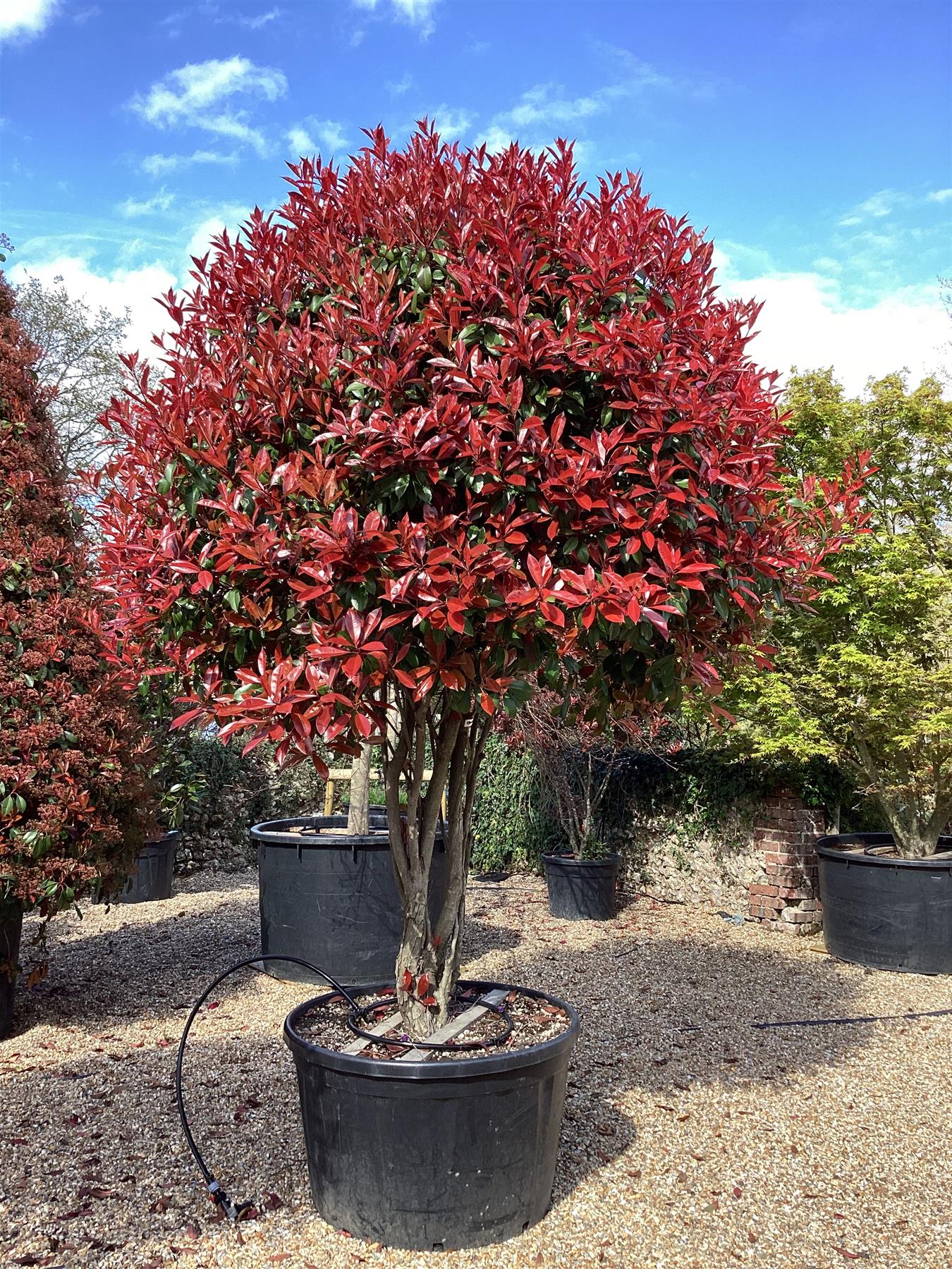 Can Photinia Red Robin Be Grown in Pots? - The Arches