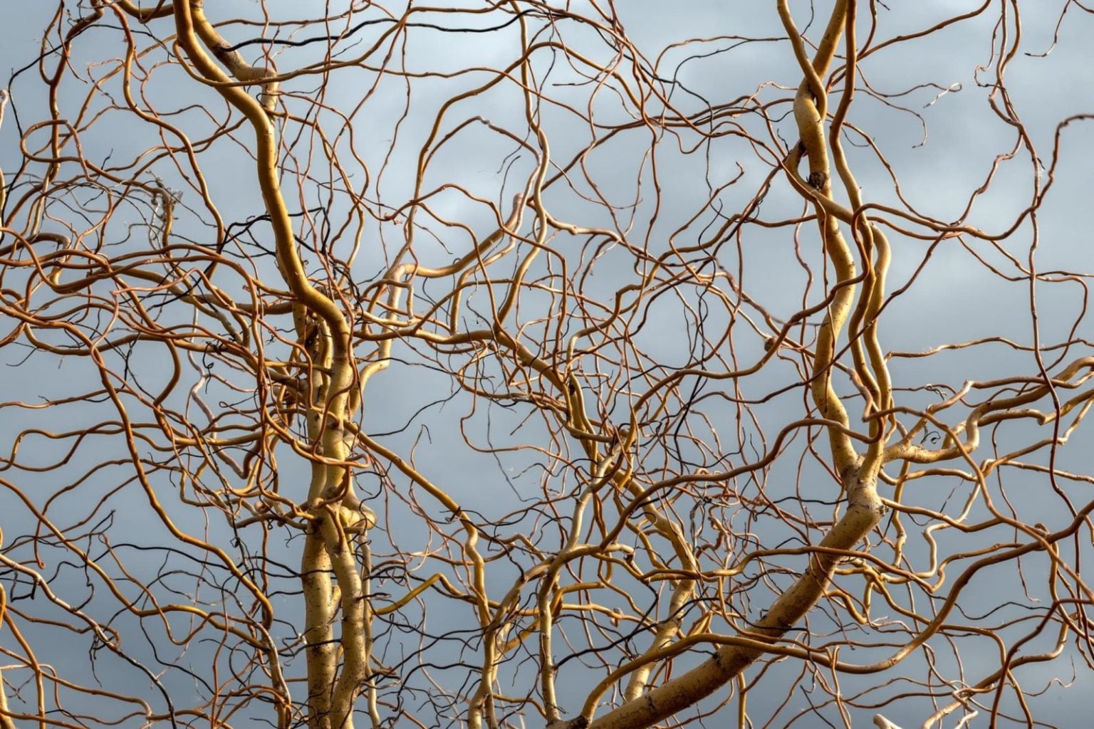 Do Curly Willow Trees Have Deep Roots? - The Arches