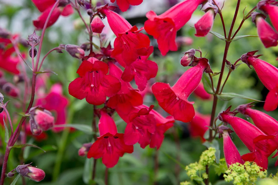 24 Long-Flowering Perennials That Will Transform Your Garden - The Arches