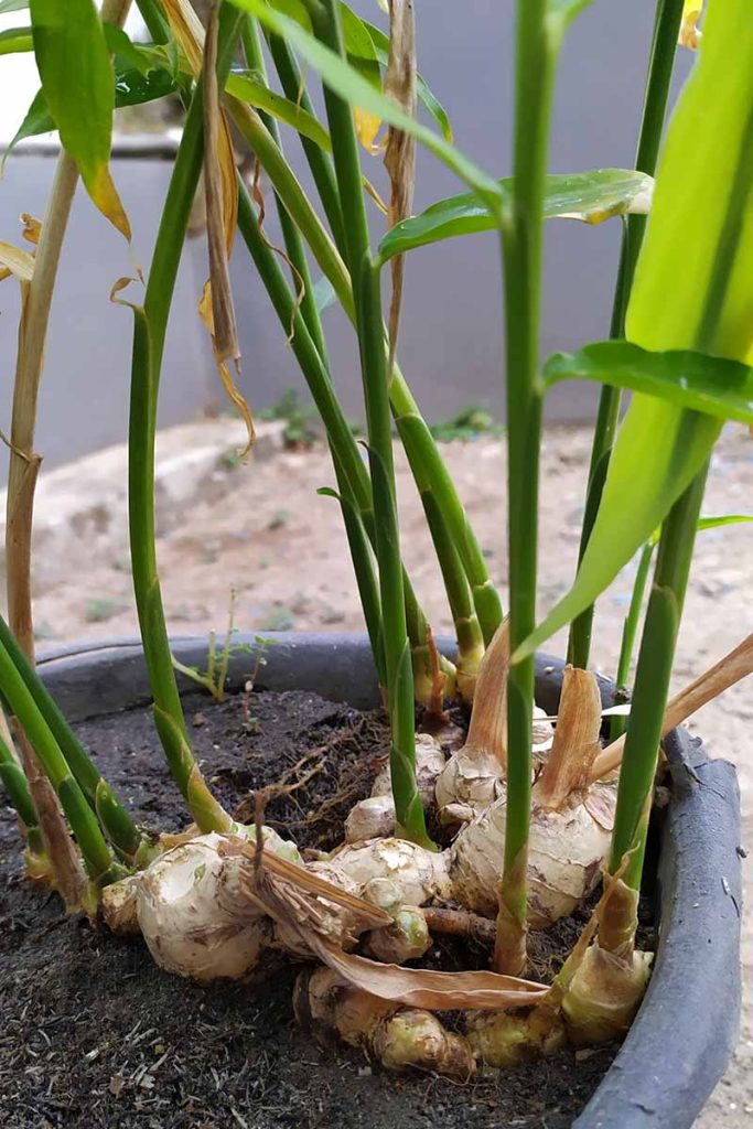How Long Does It Take Ginger to Grow? A Detailed Guide - The Arches