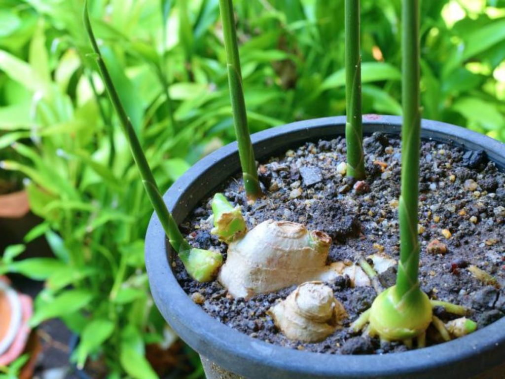 How Long Does It Take Ginger to Grow? A Detailed Guide - The Arches