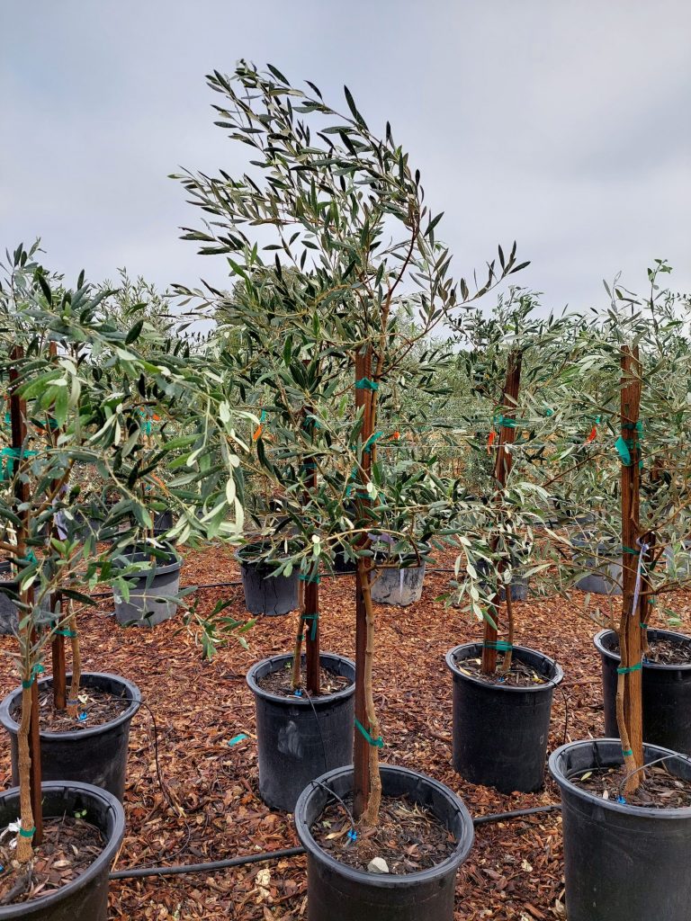 The Ultimate Guide to Pruning Your Olive Trees - The Arches