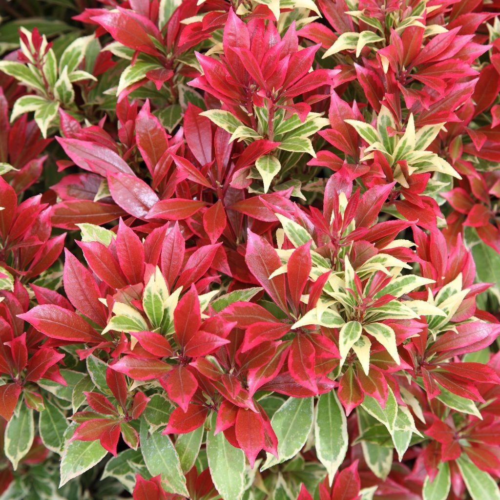 10 Essential Tips for Growing Forest Flame Pieris Plants - The Arches
