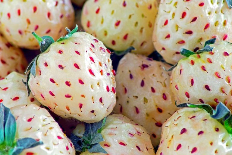 Discover the A-Z List of Berry Types and Varieties - The Arches