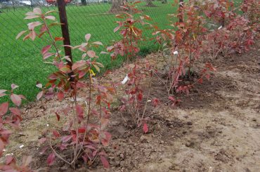 How to Distance Plantation Photinia Red Robin - The Arches