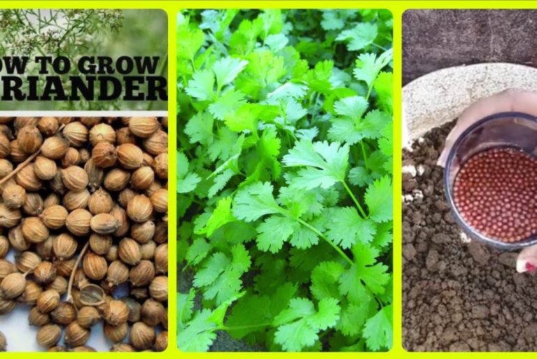 Quick Guide: Growing Coriander from Seed to Harvest - The Arches