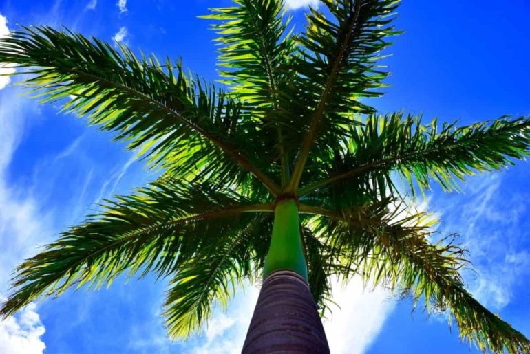 What is the Best Time to Plant Palm Trees: A Complete Guide - The Arches