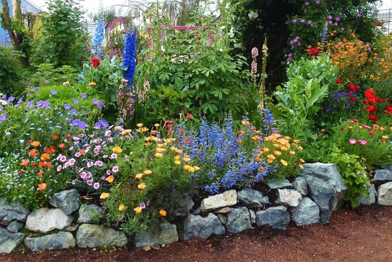 A Guide to Growing and Caring for Penstemon Flowers - The Arches