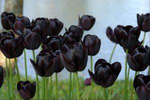30 Plants with Black Flowers and Foliage for Your Garden - The Arches