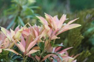 Step-by-Step: Pruning and Cutting Back Pieris the Right Way - The Arches