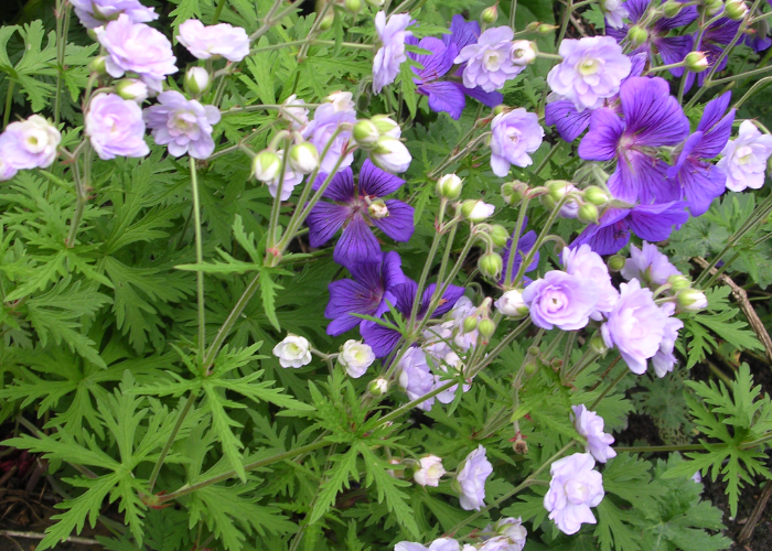 List of 20 Hardy Geranium Varieties to Enhance Your Garden - The Arches