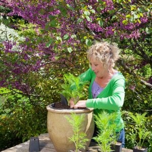 Step-by-Step Guide to Growing Cercis Siliquastrum 'Judas Tree' - The Arches