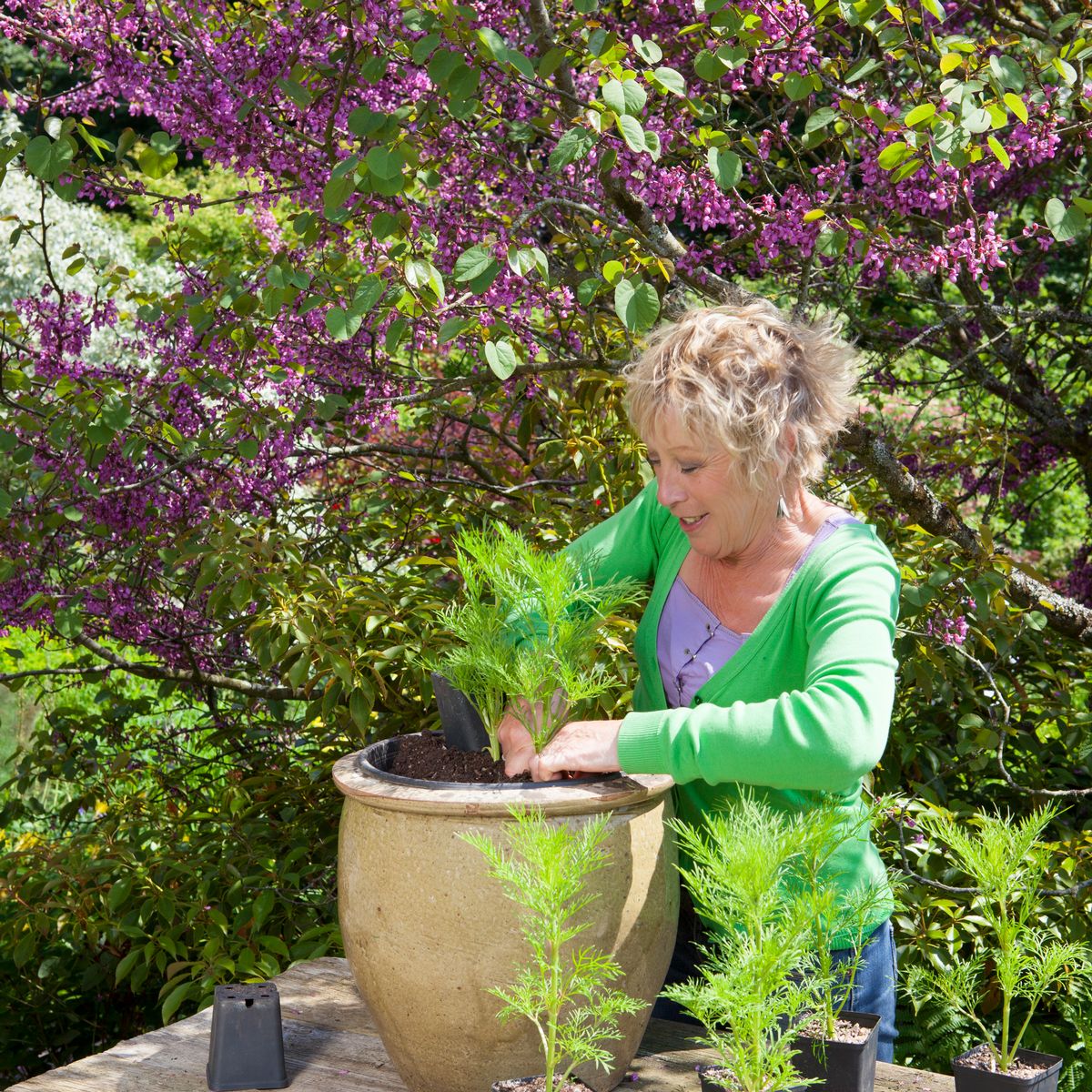 Step-by-Step Guide to Growing Cercis Siliquastrum 'Judas Tree' - The Arches