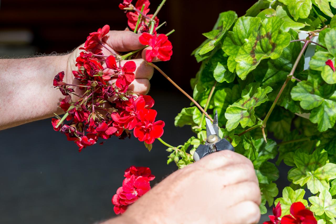 Easy Pruning Techniques for Tender and Hardy Geraniums - The Arches