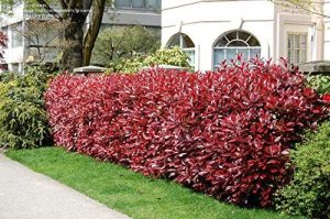 Can Photinia Red Robin Be Grown in Pots? - The Arches