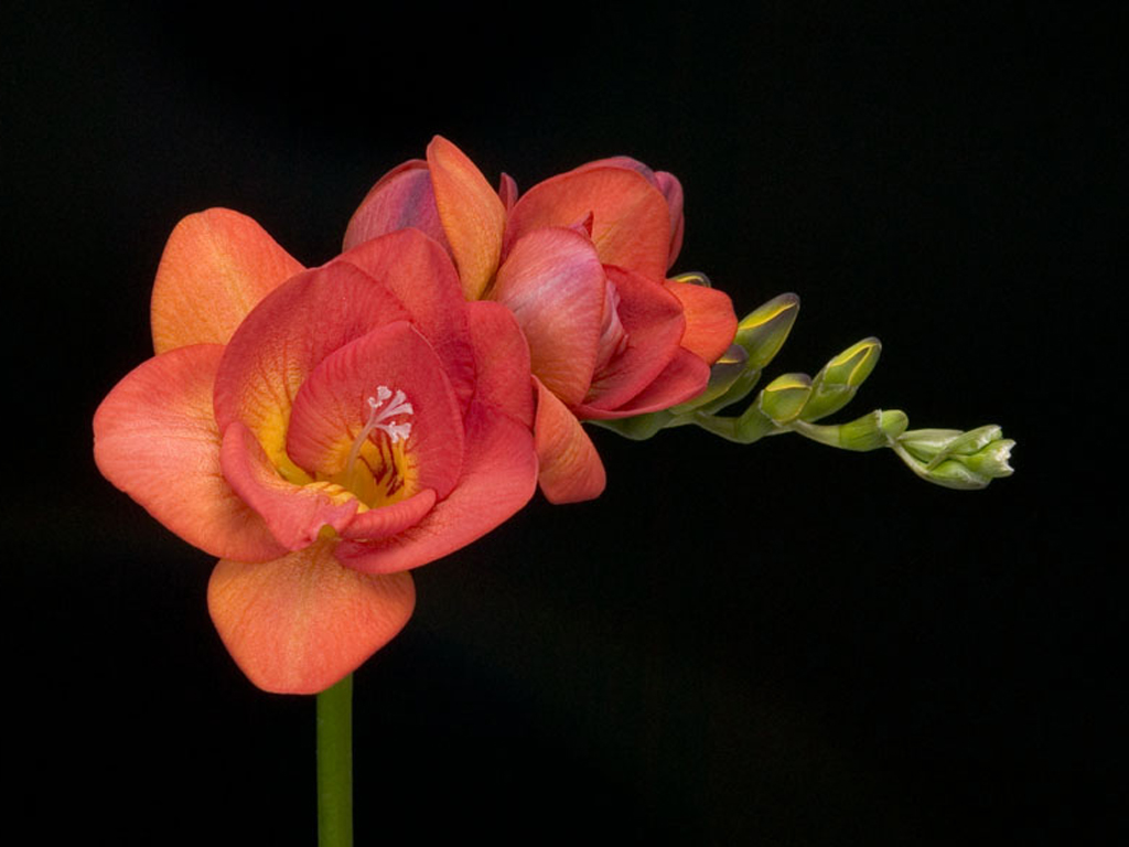 20 Unique Types of Freesias to Add Color to Your Garden - The Arches