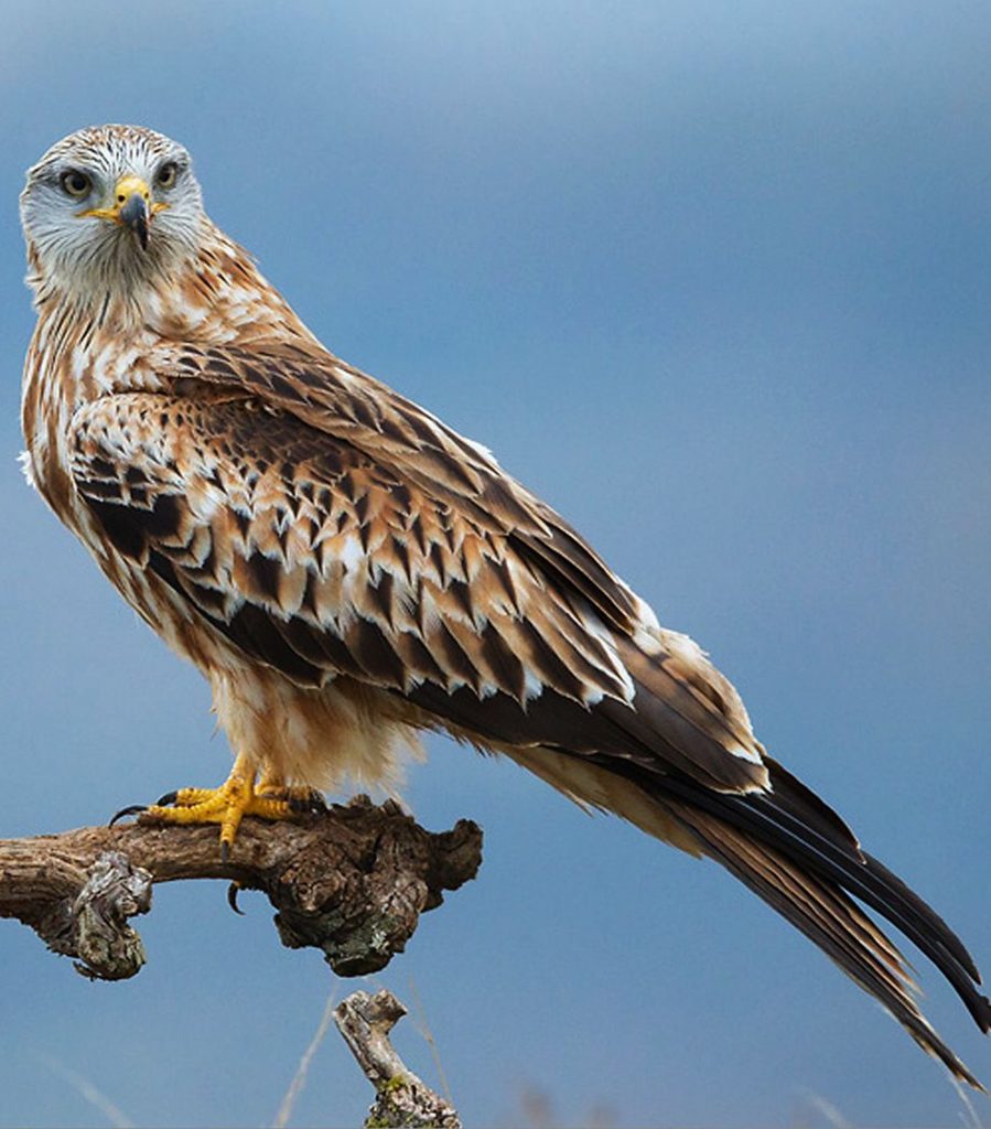 12 Different British Birds of Prey (Common & Rare) - The Arches