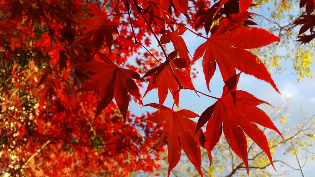 What Does Acer Mean in Japanese Maple - The Arches