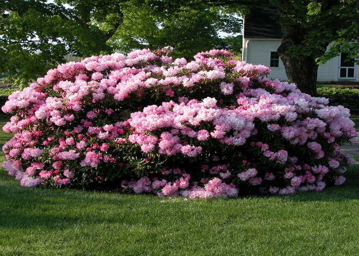 Top 20 Small Flowering Shrubs for Shaded Gardens [UK] - The Arches