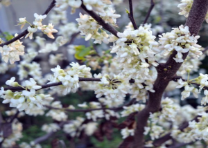 12 Wonderful White Flowering Trees For An Elegant Garden - The Arches
