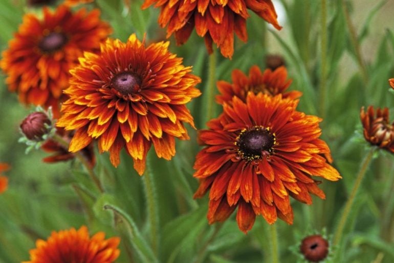 Top 10 Spectacular Rudbeckia Perennial Varieties for Your Garden - The ...