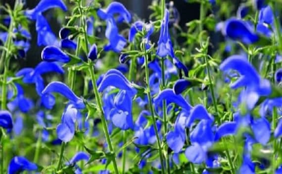 Does Salvia Bloom All Summer - The Arches