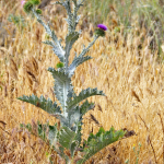 15 Types Of Thistles To Add In Your Garden - The Arches