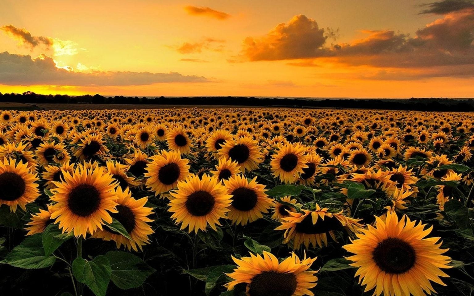Top 24 Stunning Sunflower Types You Need to Know About - The Arches