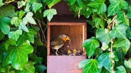 Tips to Attract Birds to Your Garden - TheArches