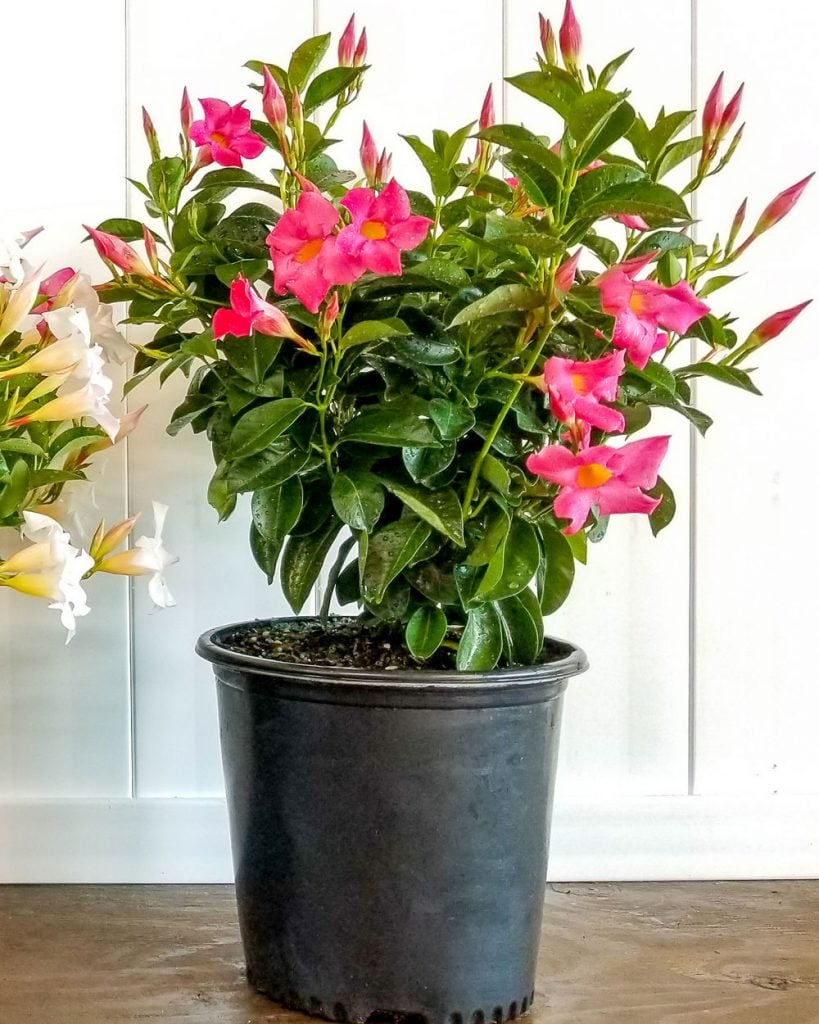 11 Mandevilla Rock Trumpet Plant Care Tips for a Stunning Garden - The ...