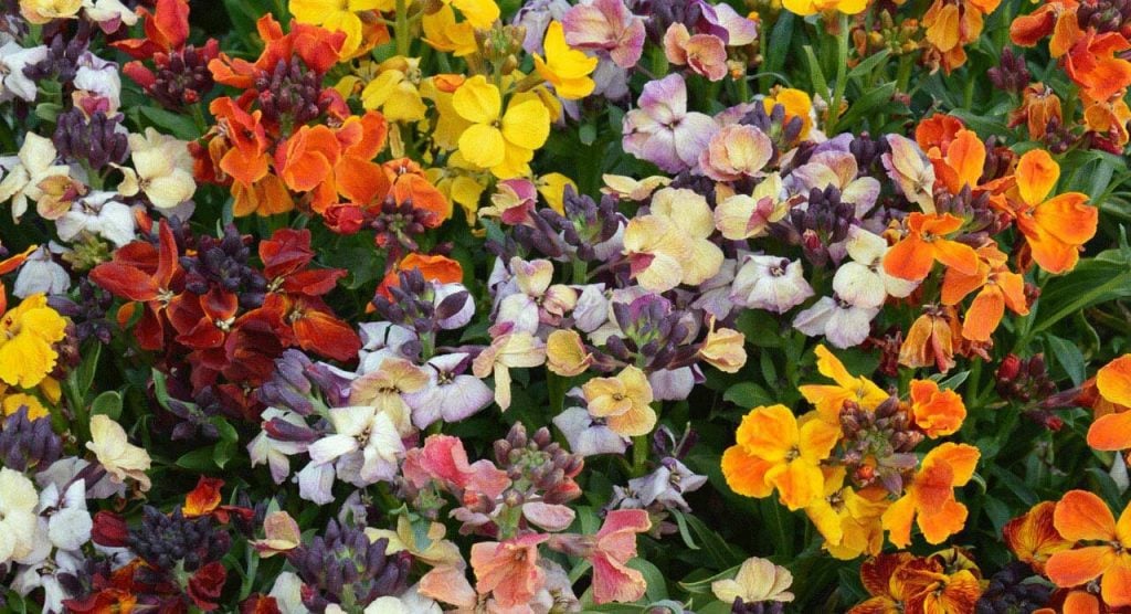 4 Easy Steps to Grow Vibrant Erysimum 'Wallflower' from Seeds - The Arches