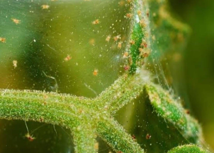 Grow Beautiful Campanula From Seed: A Step-by-Step Guide - The Arches